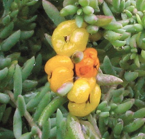 Threlkeldia diffusa - Apace Aid WA